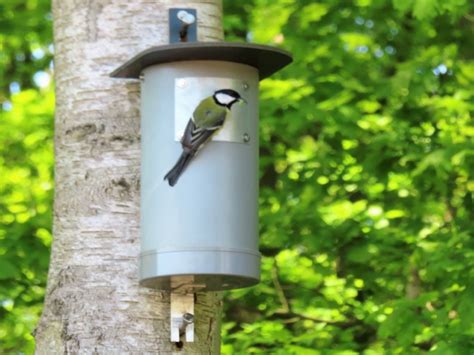 Vroege Vogels Foto Vogels Nestkast Pvc Voor Koolmees