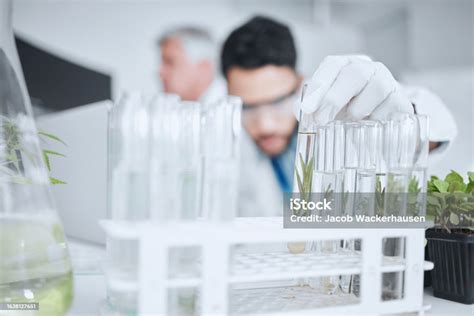 과학 시험관 및 연구 생물학 및 연구 의학을 위한 실험실에 식물을 가진 사람 의료 농업 및 남성 과학자가 지속 가능한 의료 개발