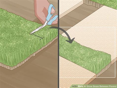 How To Grow Grass Between Pavers 12 Steps With Pictures