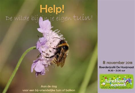 Arnhem Zoemt Wilde Bijen In Je Tuin Bloei In Arnhem