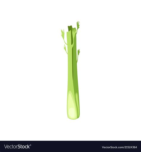 Fresh Celery Stalk Vegetarian Healthy Food Vector Image