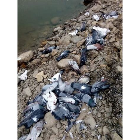 Мистерия с масов мор на гълъби