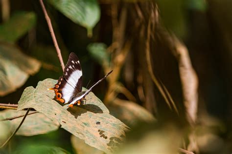Douala Edéa National Park National Parks Association