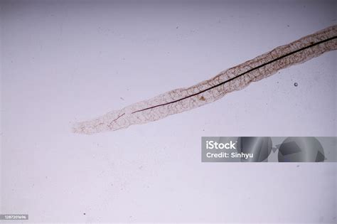 점액 곰팡이는 그룹으로 교육을 위한 현미경의 밑에 다이필제입니다 0명에 대한 스톡 사진 및 기타 이미지 0명 곰팡이 과학