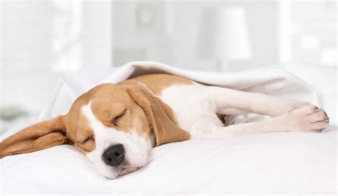 How Many Hours Of Sleep Do Dogs Need At Kara Neal Blog
