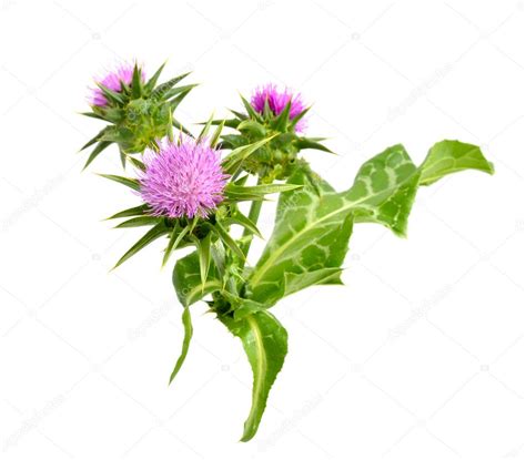Milk thistle Stock Photo by ©spline_x 49902525