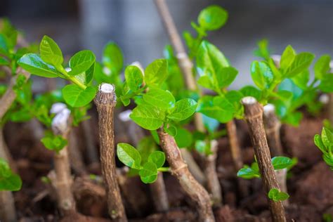 How To Plant Cuttings From Plants At Frank Keith Blog