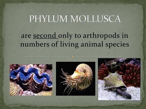 Ppt Phylum Mollusca Powerpoint Presentation Free Download Id1443626