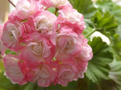 Многолетники для вашего сада Pelargonium Flowers April Snow