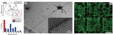 Cell Migration Of Neuron Cells On Nanoneedle Arrays A Statistical