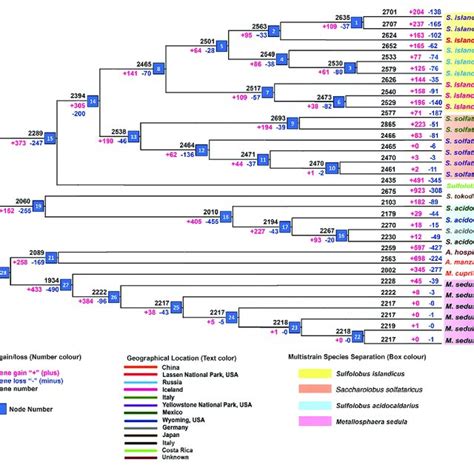 Summary Of Gene Gain And Gene Loss Events By Applying Asymmetric