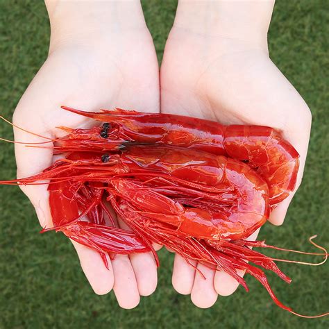 스페인 까라비네로 새우 1kg 홈플러스 택배배송