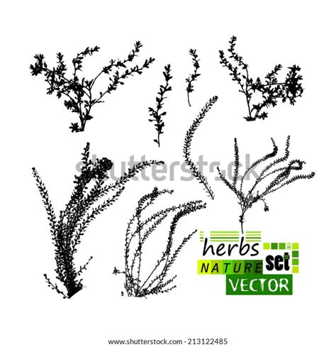 Algae Fodder Over 8 Royalty Free Licensable Stock Illustrations