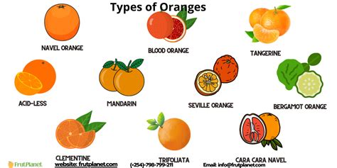 5 Types Of Oranges To Export FrutPlanet