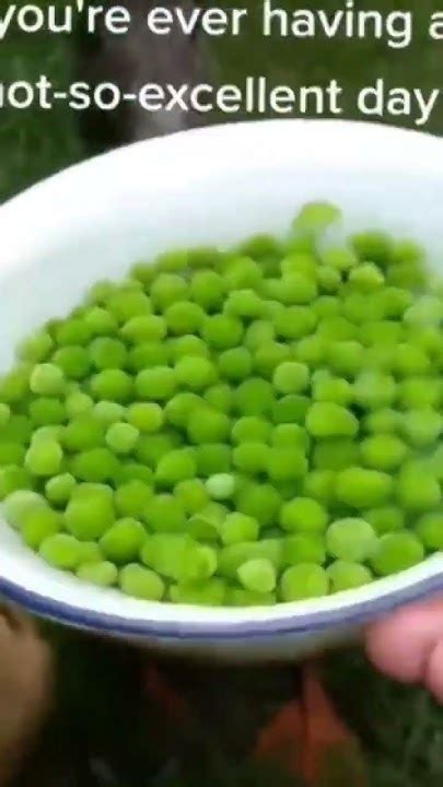 ليش لازم تربي أوز 🦤 Youtube