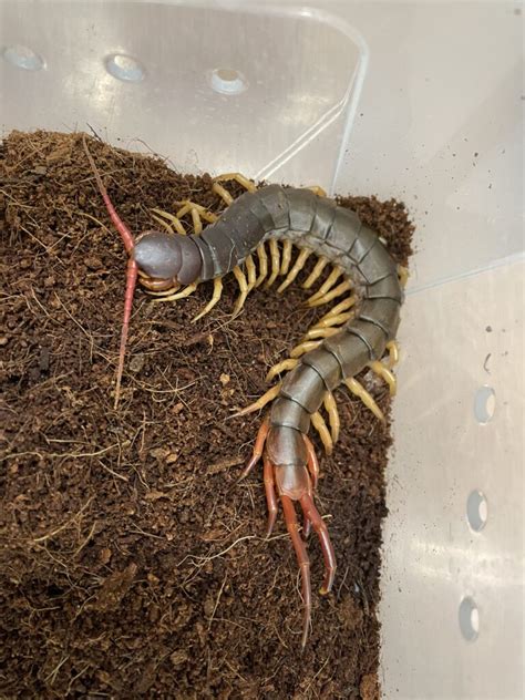 サソリ・ムカデ かねだい伊勢原店