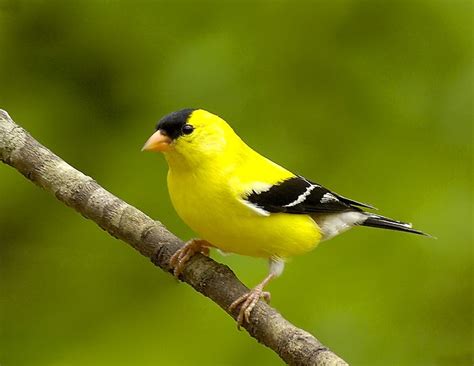 Bird Photography Tips And Tricks Master Your Nikon