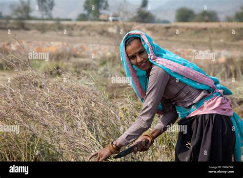 Rajasthan India Rajasthani Woman Harvesting Mustard Seeds Stock Photo Alamy