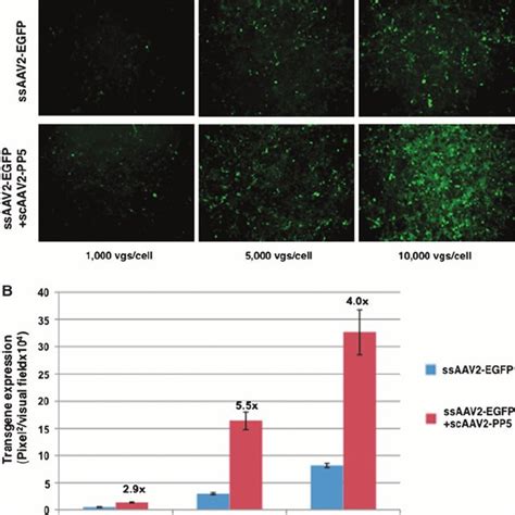 Comparative Analysis Of Ssaav2 Egfp Vector Mediated Transduction