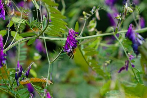 Сорняк с фиолетовыми цветочками 46 фото