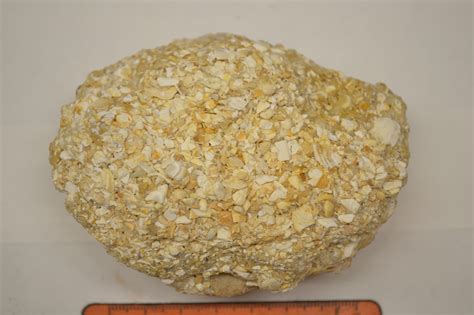 Fossiliferous Limestone Sedimentary Rock