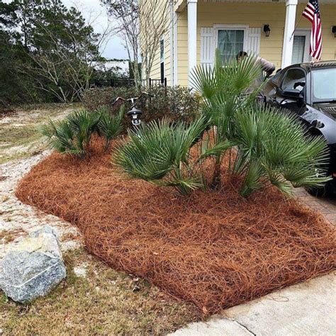 Good And Bad Of Pine Straw Mulch Garden Sheet