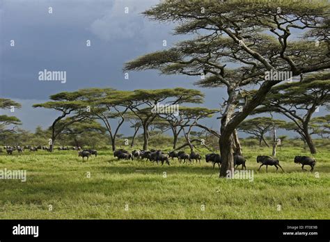 Wildebeests Migrating Through Acacia Trees Ngorongoro Conservation