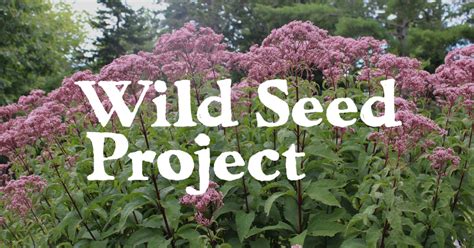 Products Page 11 Wild Seed Project