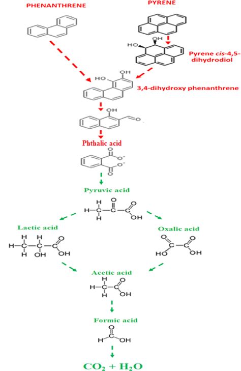 Proposed Phenanthrene And Pyrene Degradation Pathways By Enterobacter
