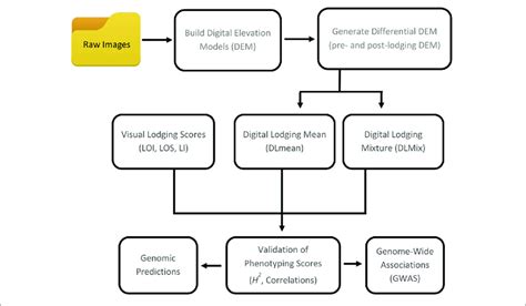 Workflow Of Digital And Visual Phenotypic Analysis Approaches Used To