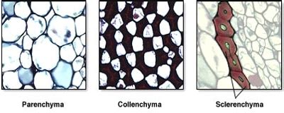 Define Ground Tissue System QS Study
