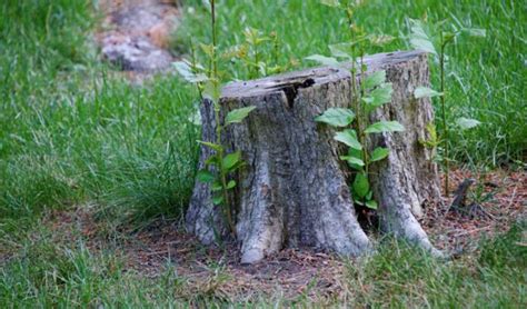 11 Tree Stump Grinding Questions Answered Hill Treekeepers Newburgh Ny