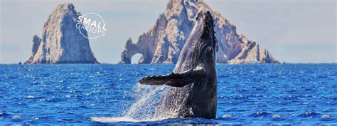Whale Watching In Cabo San Lucas Cabo Adventures 08 05 2023