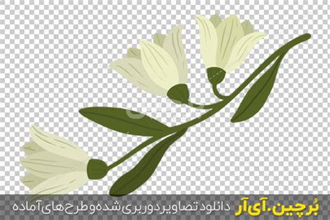 دانلود مجموعه عکس های گل با فرمت Png بُرچین تصاویر دوربری شده، فایل