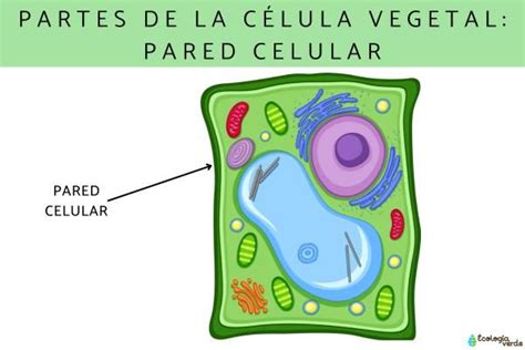 Célula Vegetal Qué Es Partes Características Y Funciones ¡resumen