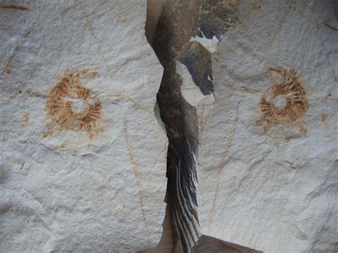 Unpolished Ammonite Member Collections The Fossil Forum