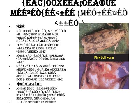 Cotton Insect Control Power Point Ppt