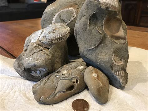 Found Some Fossils On The Oregon Coast R Rockhounds