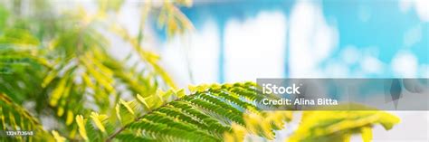 보케 일몰 빛 추상적 배경과 열대 개인 수영장에서 아름다운 자연 녹색 야자수 잎을 흐리게 여름 방학 과 비즈니스 여행 개념의 공간을 복사합니다 0명에 대한 스톡 사진 및