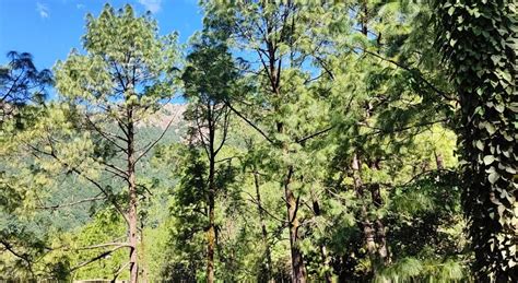 Nanda Devi National Park Uttarakhand A Himalayan Wilderness Unveiled