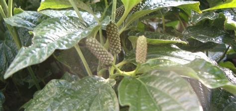 Chavya Plant Botanical Name Uses Benefits And More Planmymedical