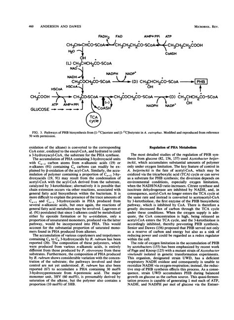Occurrence Metabolism Metabolic Role And Industrial Uses Of Bacterial Polyhydroxyalkanoates