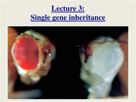 Ppt Lecture 3 Single Gene Inheritance Powerpoint Presentation Free