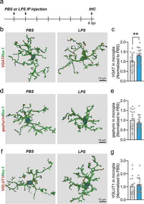 Neuroinflammation Drives Increased Microglial Engulfment Of GABAergic