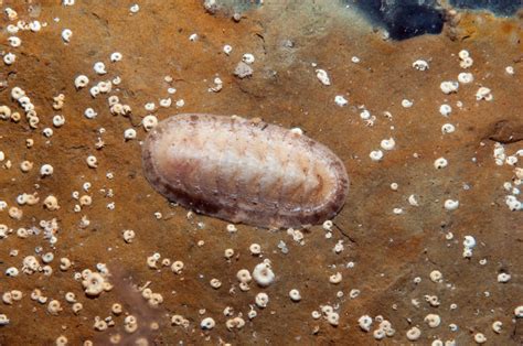 Class Polyplacophora Chiton Class Polyplacophora Chiton Flickr
