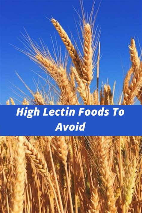 High Lectin Foods To Avoid Lectin Food List
