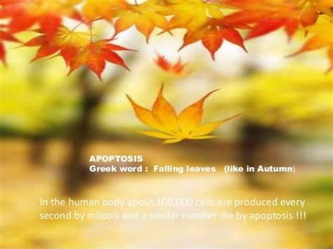Apoptosis Ppt Ppt