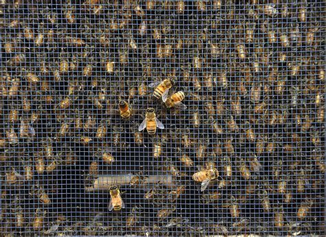 Killer Robo Bees Show How The Sting Of Disinformation Can Spread The Strategist