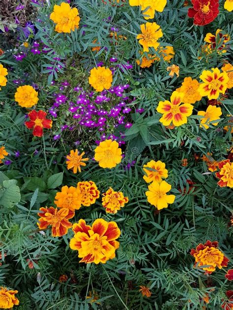 Flowers And Grass Stock Image Image Of Beautiful Orange 127162185