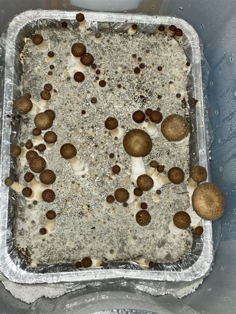 Harvested A Few Jedis Tonight Been Exactly 7 Days Since Pinning Rest